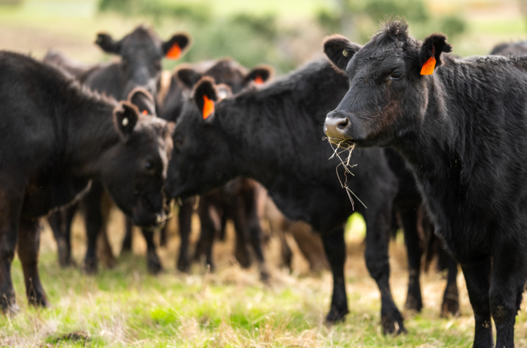 Beef Grower Grain Mix - Compass Feeds