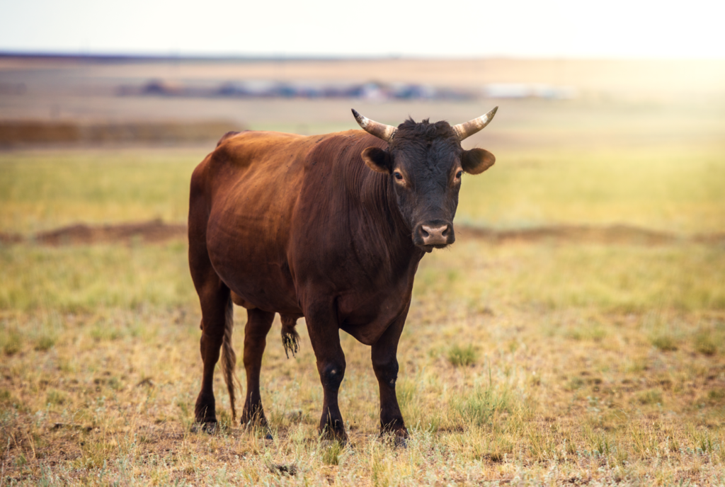 Bull Finisher - Compass Feeds